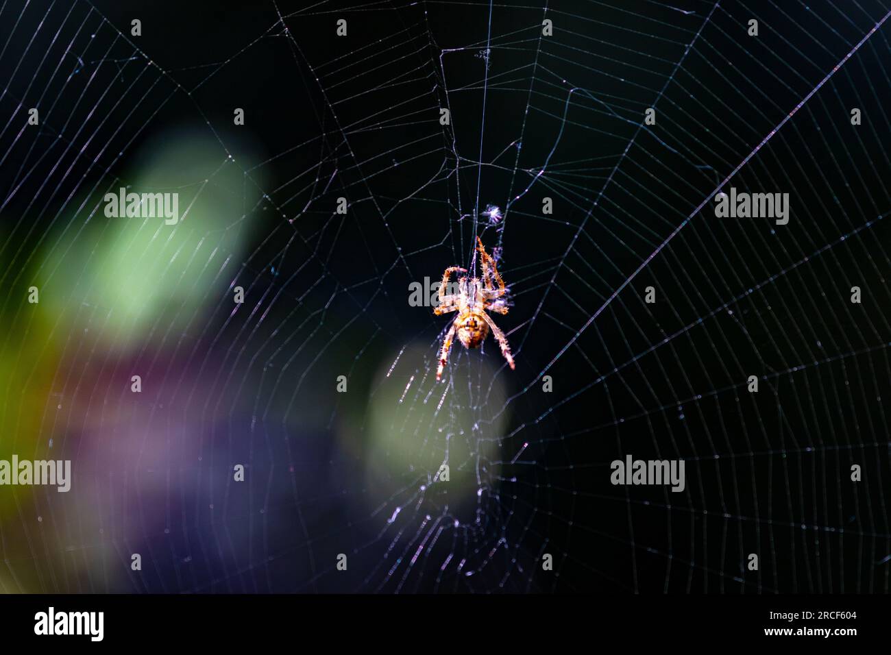 A close up photo of a spider in the park Stock Photo - Alamy