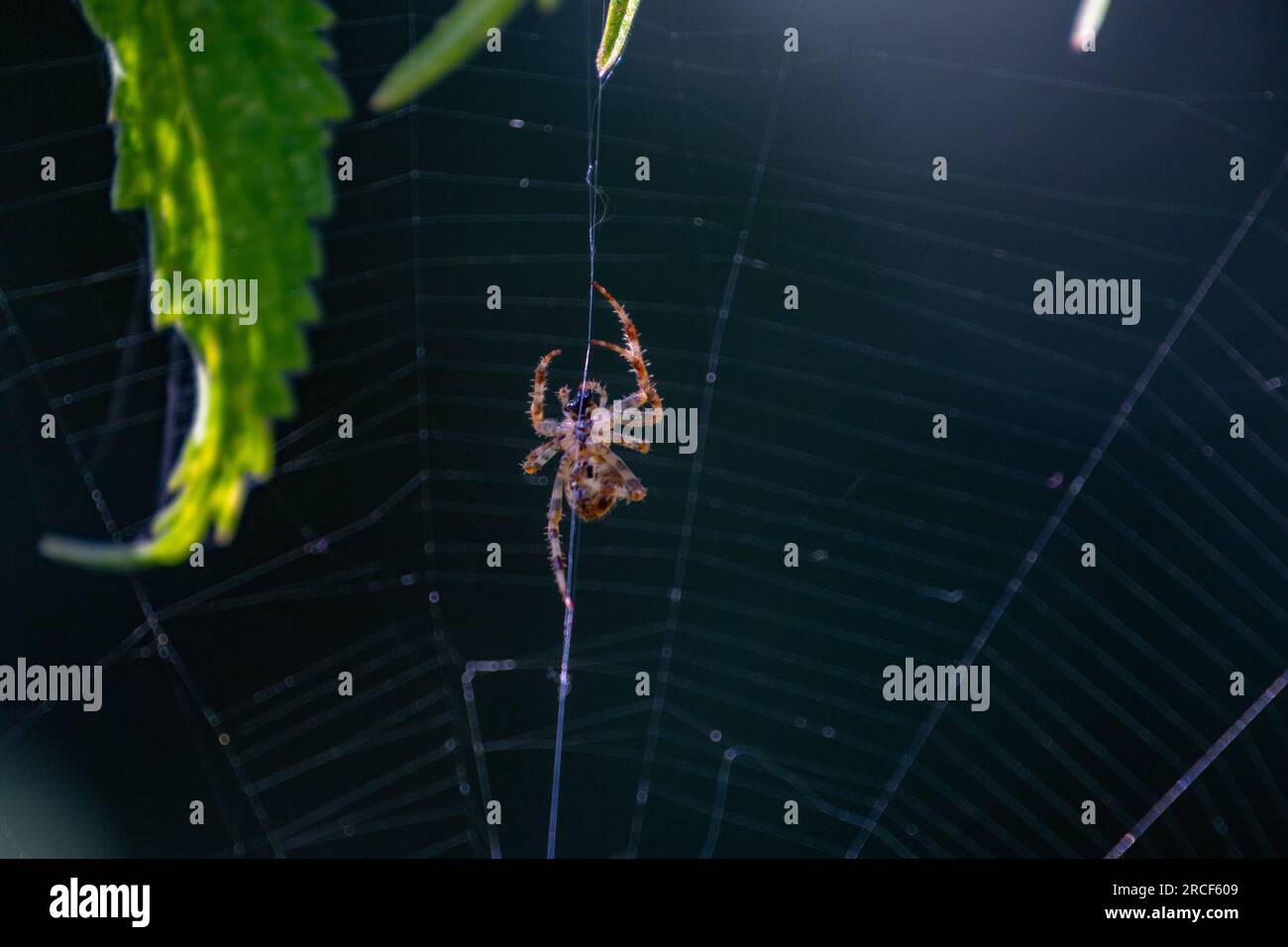 Extreme close up detailed view hi-res stock photography and images - Alamy