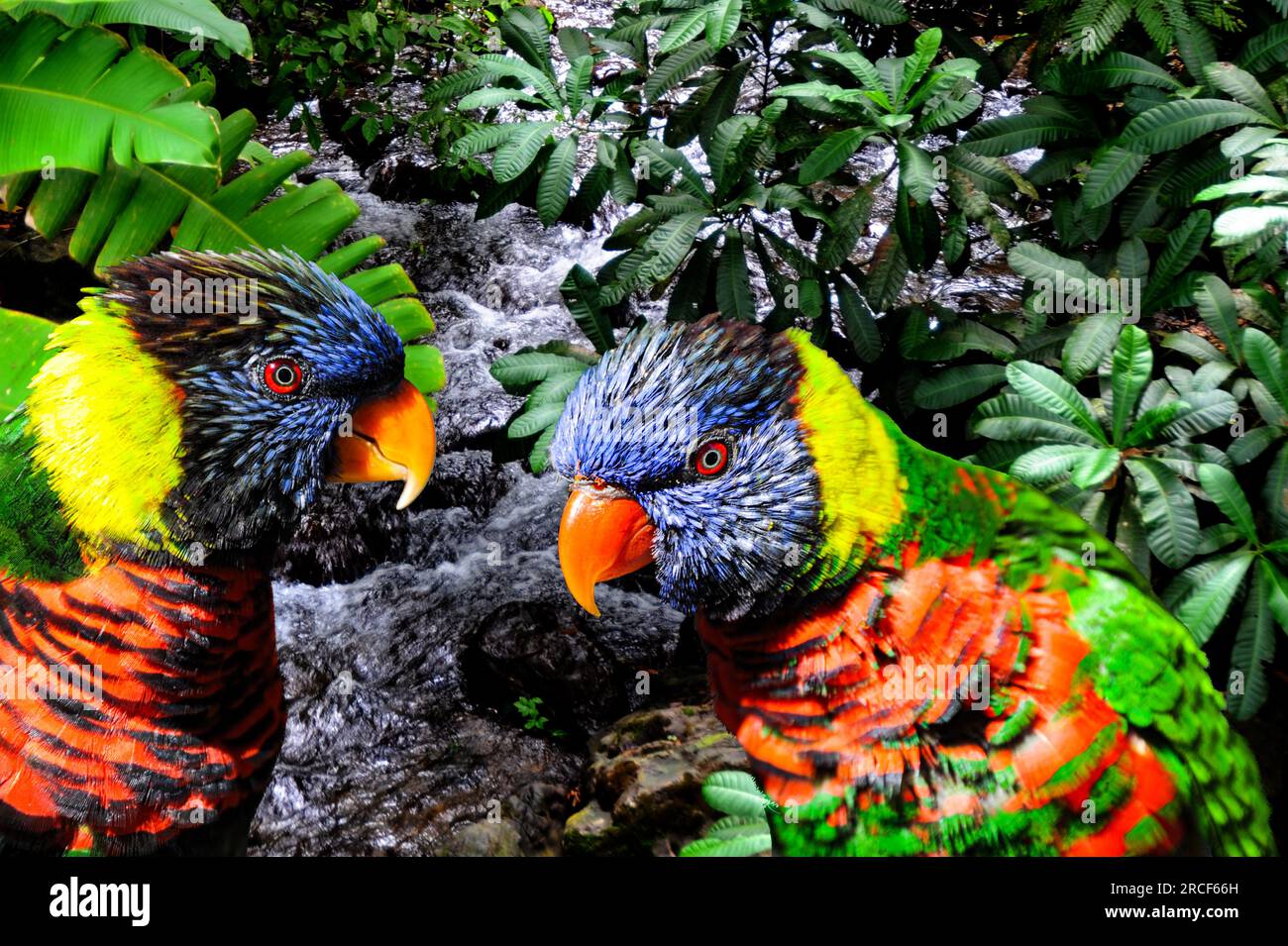 Australian rainforest animal hi-res stock photography and images - Alamy