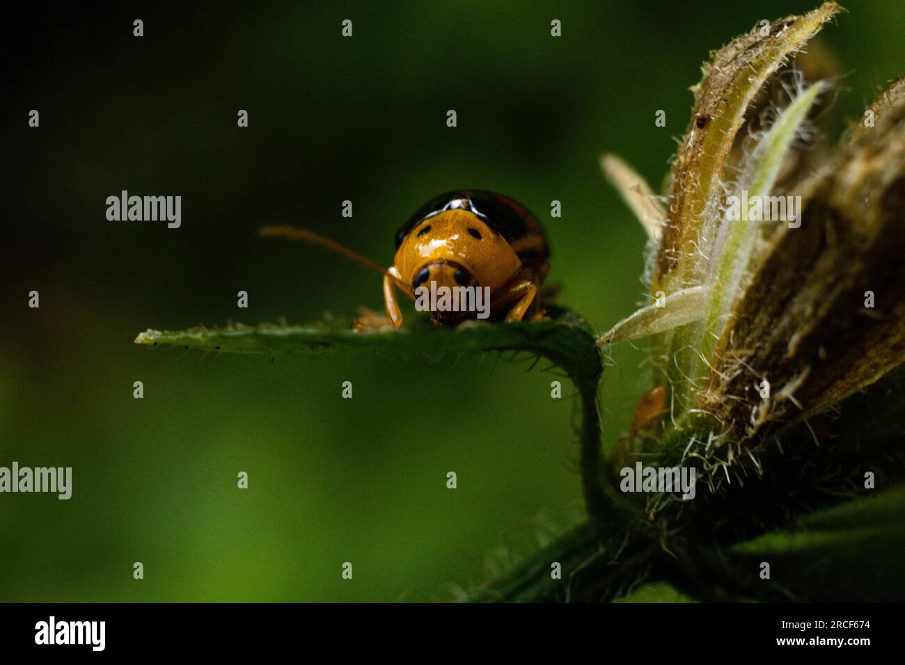Small insects macro close ups in the nature Stock Photo - Alamy