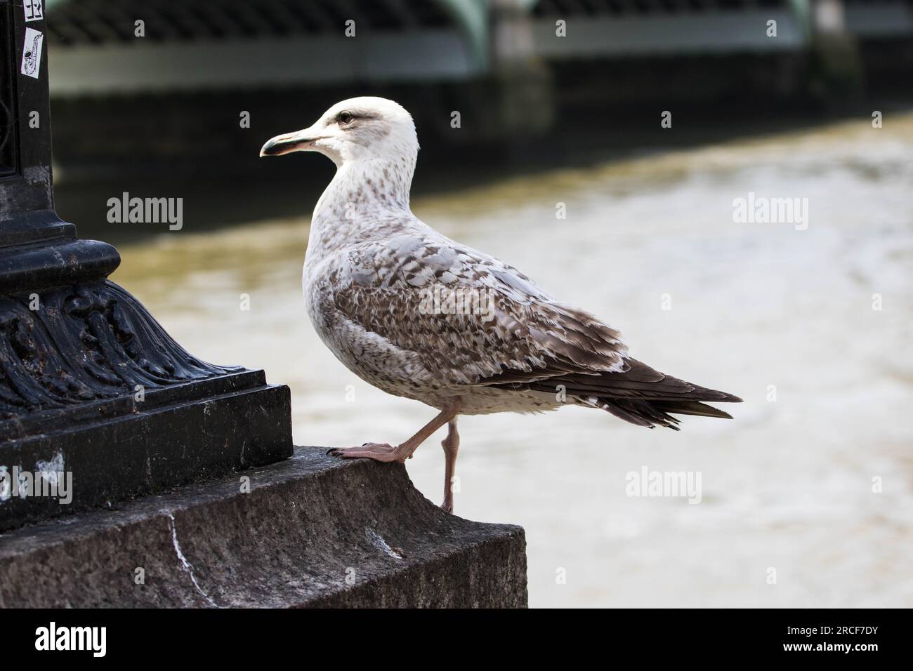 Amazing view footage taken of the nature and Flora and Fauna Stock ...