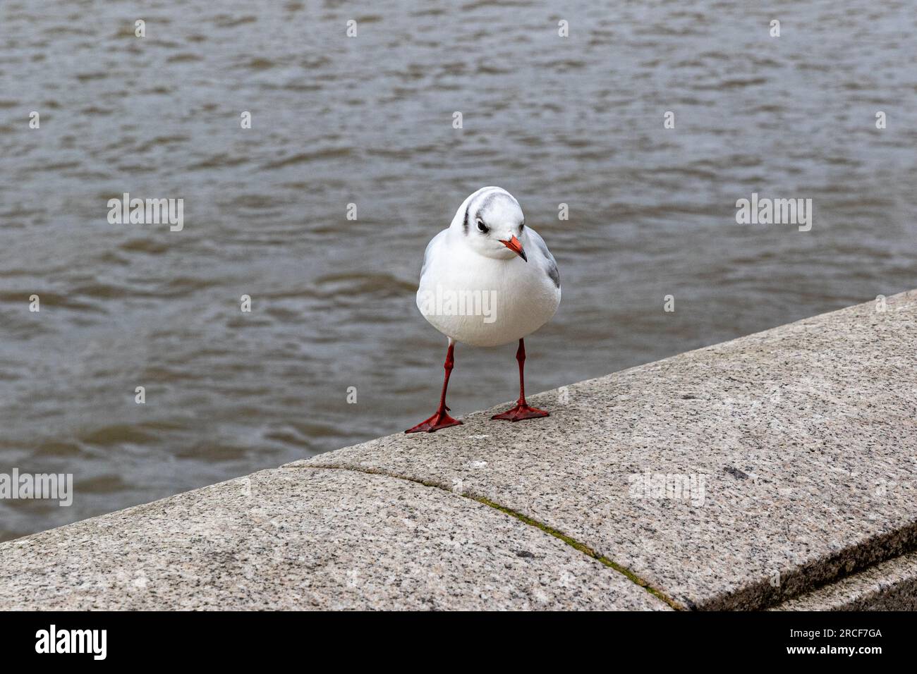 Flora and fauna interaction hi-res stock photography and images - Alamy