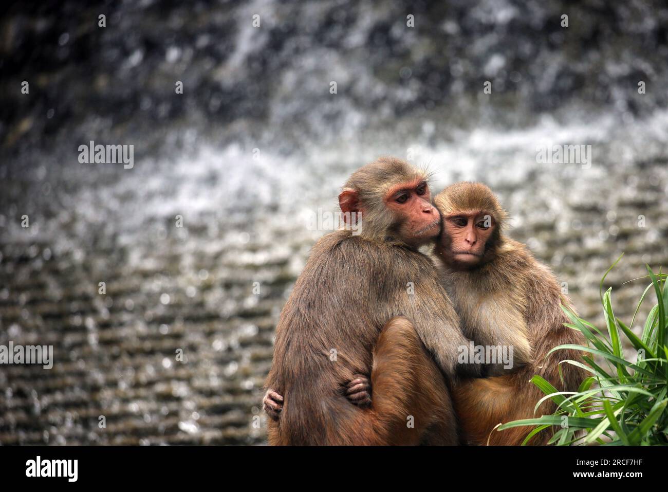 Kathmandu, Bagmati, Nepal. 14th July, 2023. Monkeys cuddle each other ...