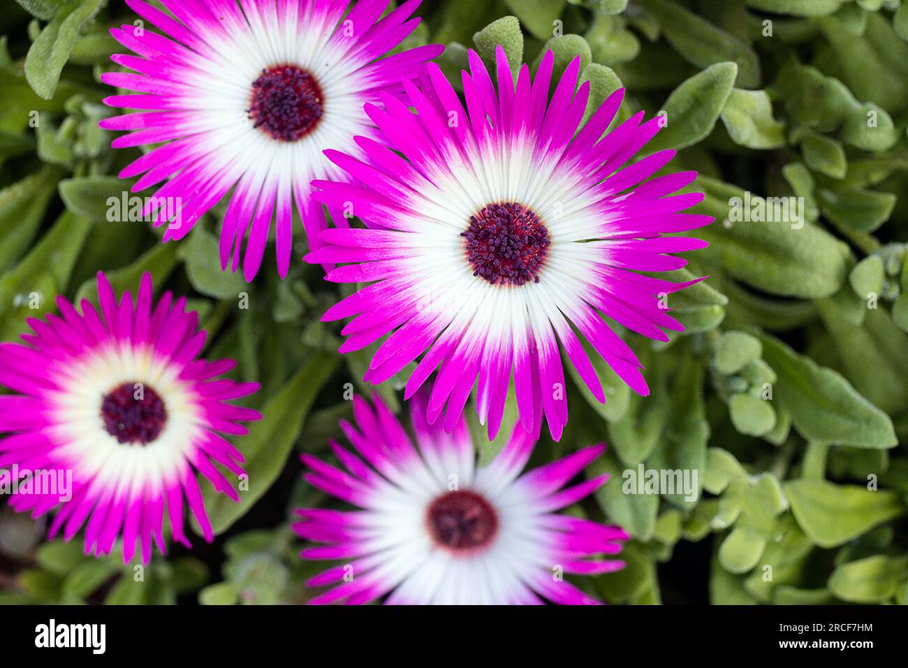 Flowers petals leaves plants vegetation Kenya east africa Stock Photo ...