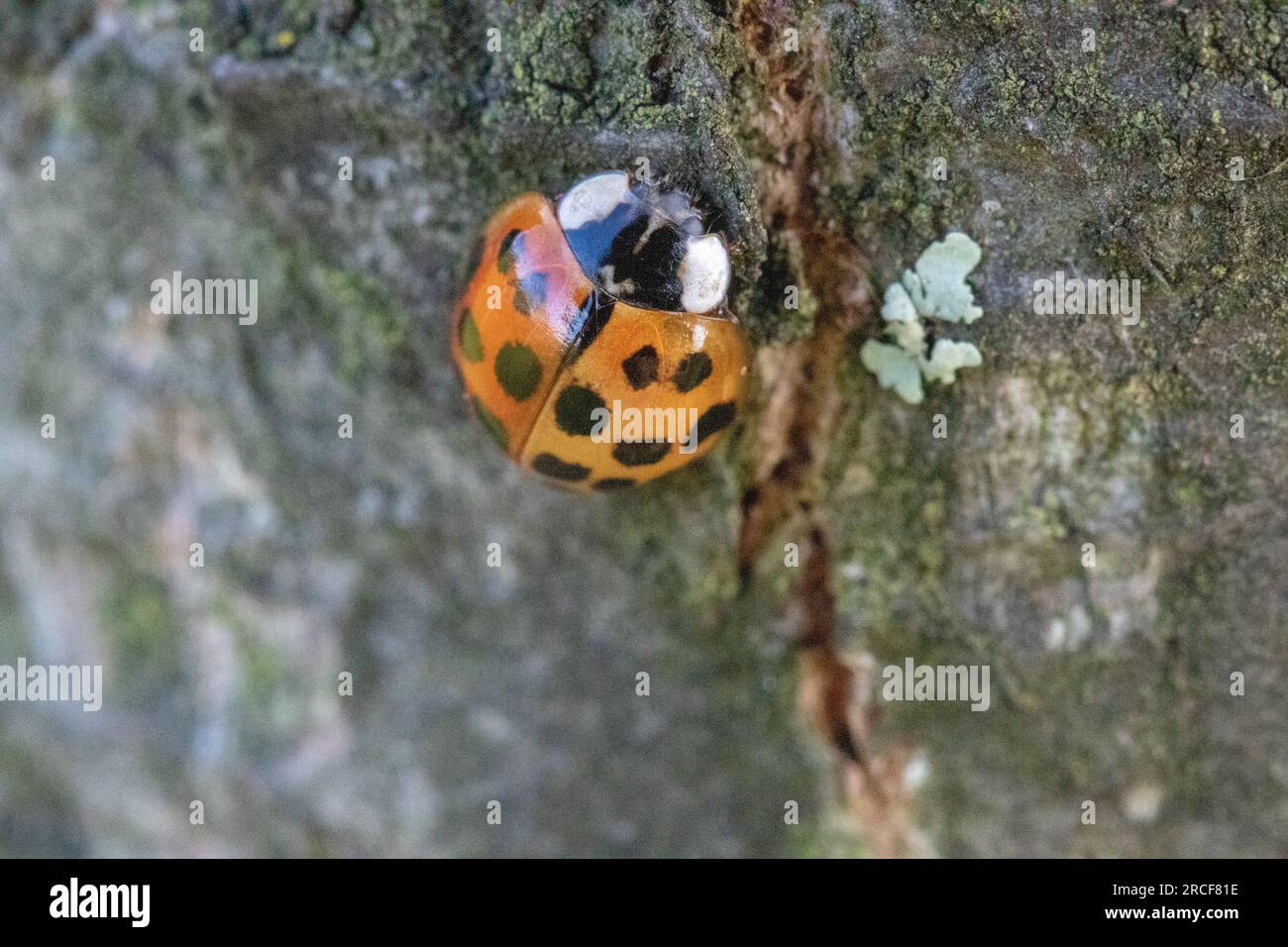Amazing view footage taken of the nature and Flora and Fauna Stock ...