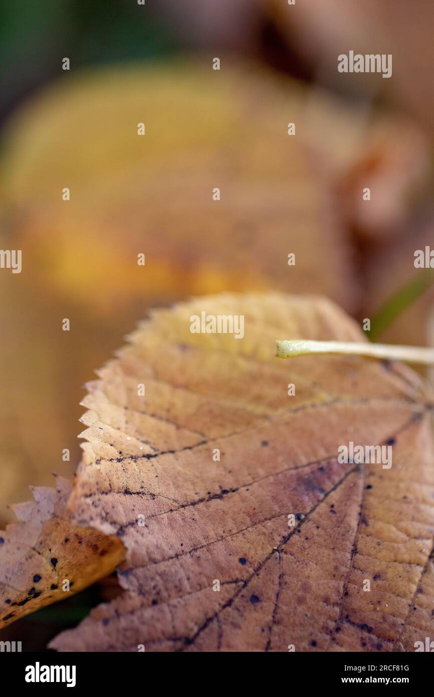 Amazing view footage taken of the nature and Flora and Fauna Stock ...
