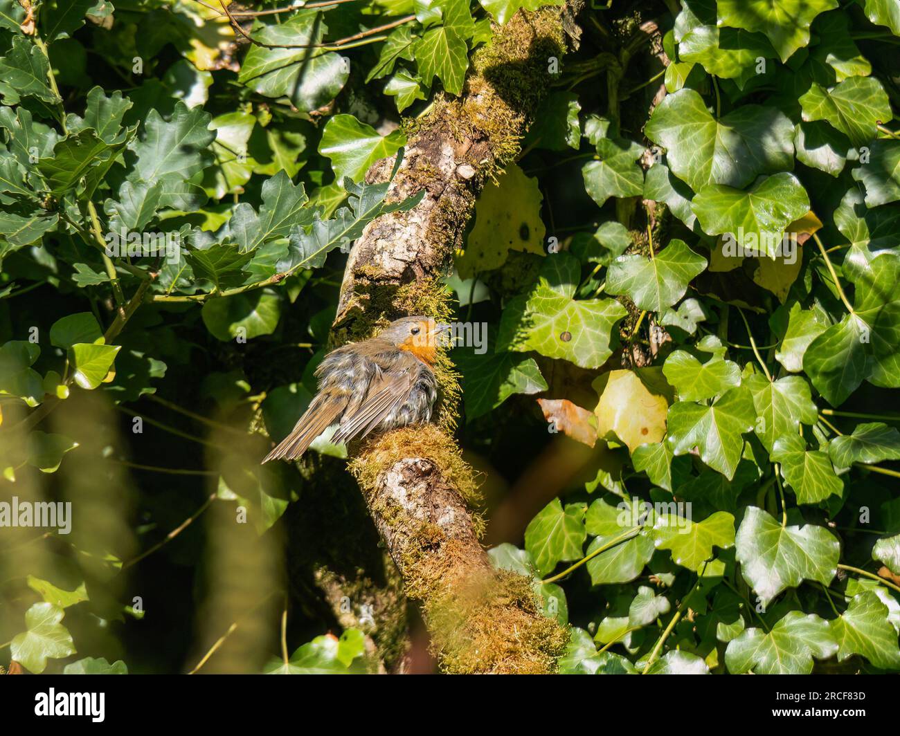 Juvenile robin, young European robin aka Erithacus rubecula. Still ...