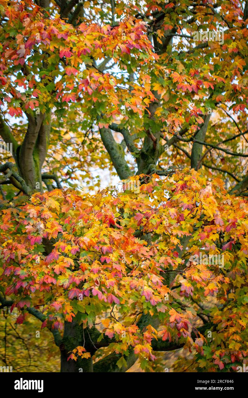 Amazing view footage taken of the nature and Flora and Fauna Stock ...