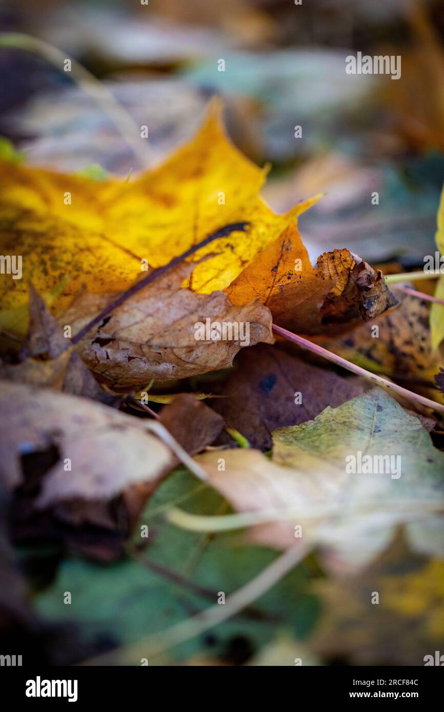 Amazing view footage taken of the nature and Flora and Fauna Stock ...