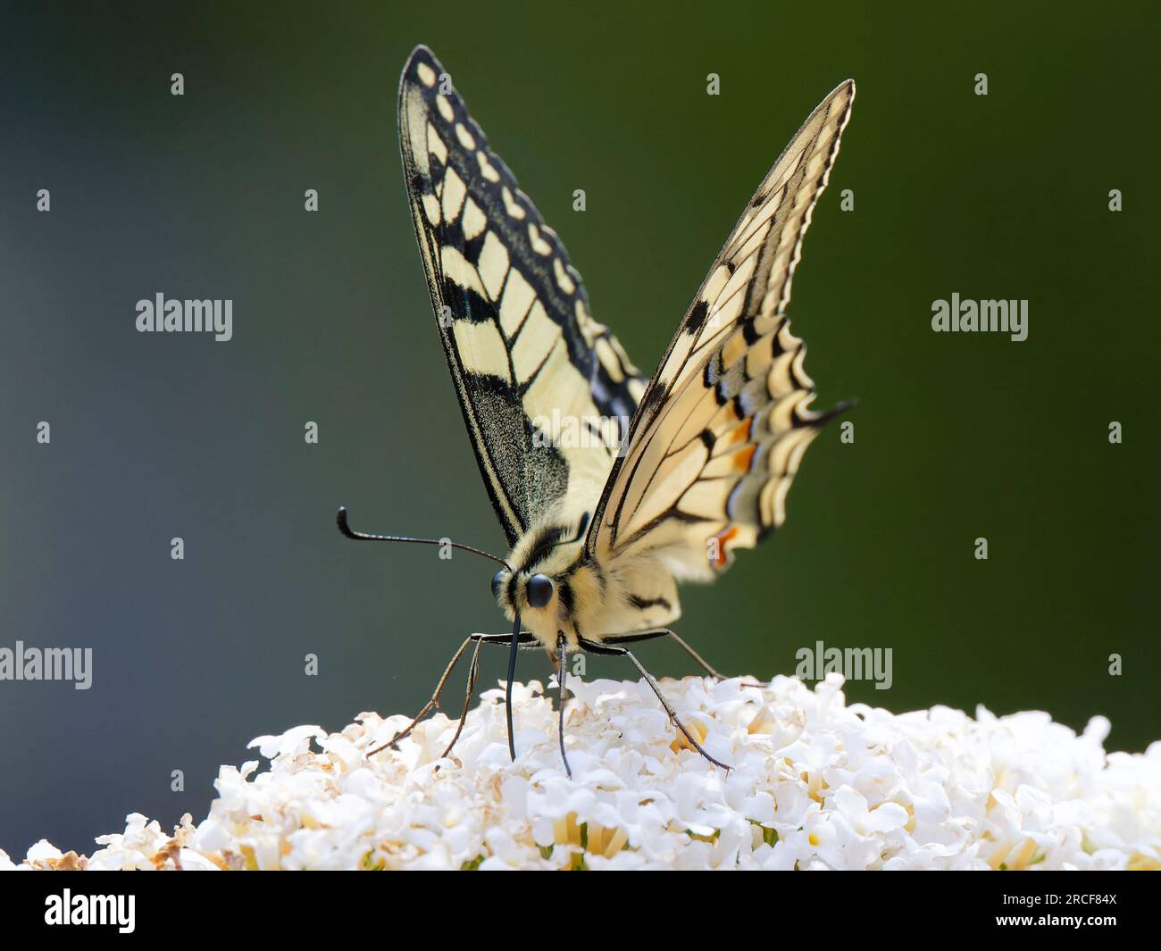 Papilio machaon butterfly on white Buddleja Stock Photo - Alamy