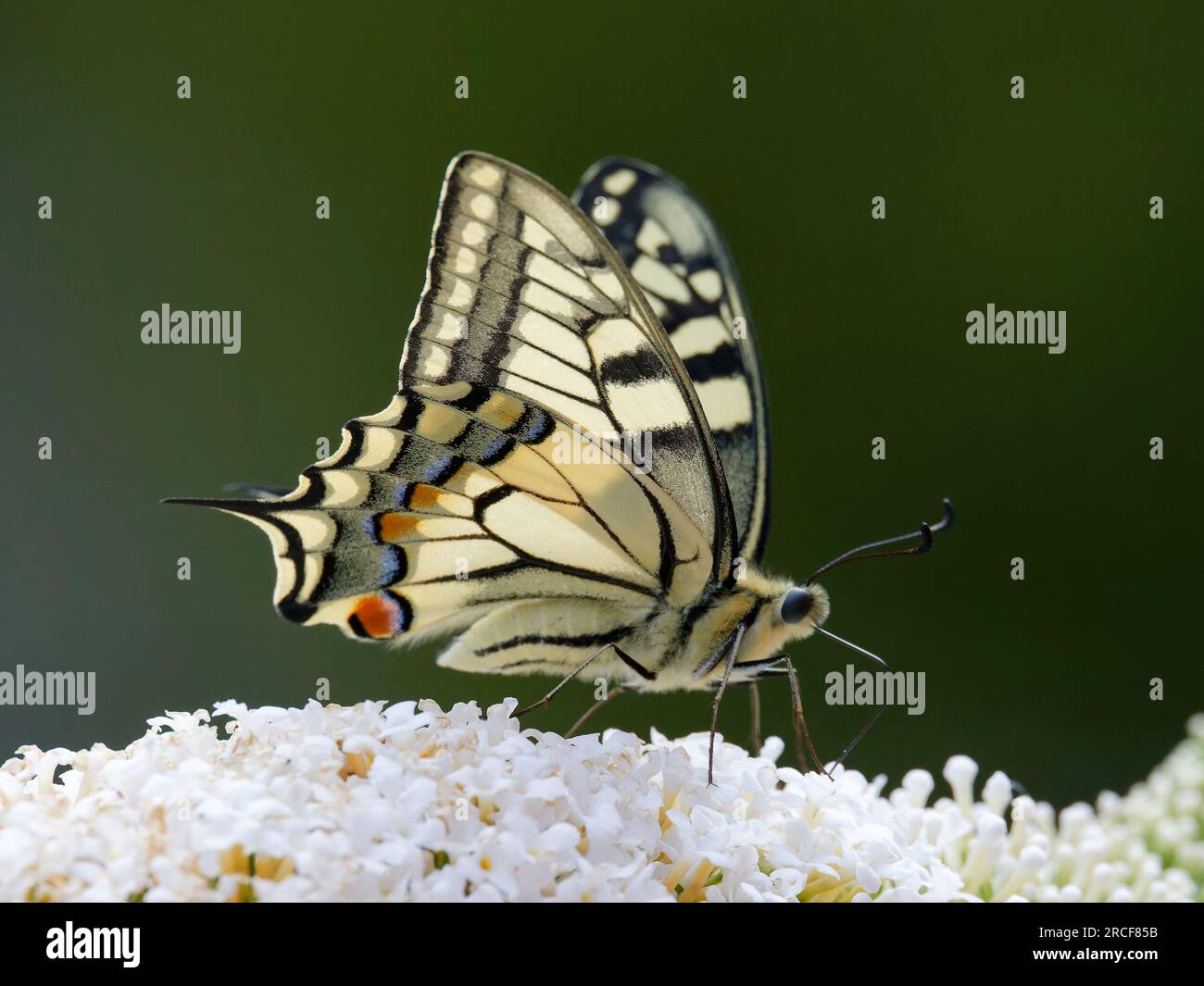 Papilio machaon butterfly on white Buddleja Stock Photo - Alamy