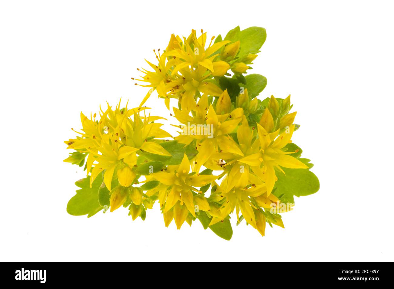 Stonecrop isolated on white background Stock Photo - Alamy