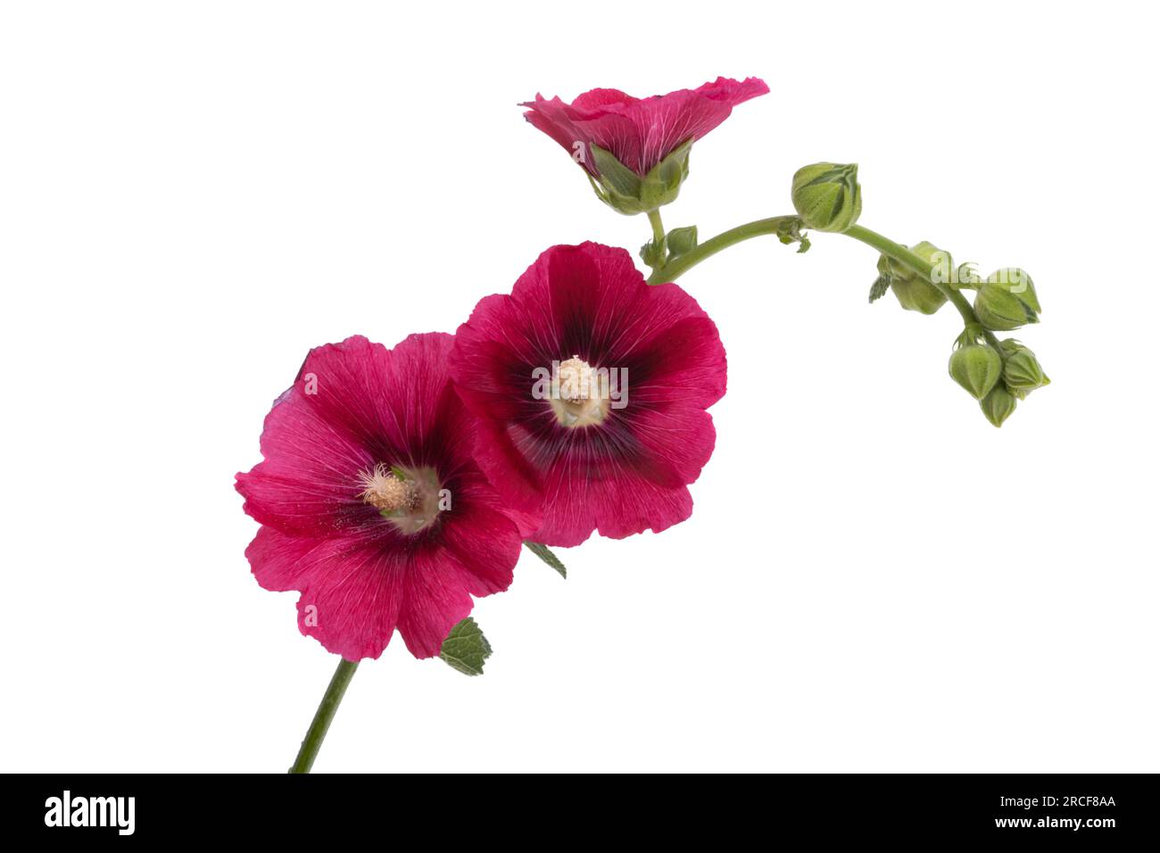 mallow flower isolated on white background Stock Photo - Alamy