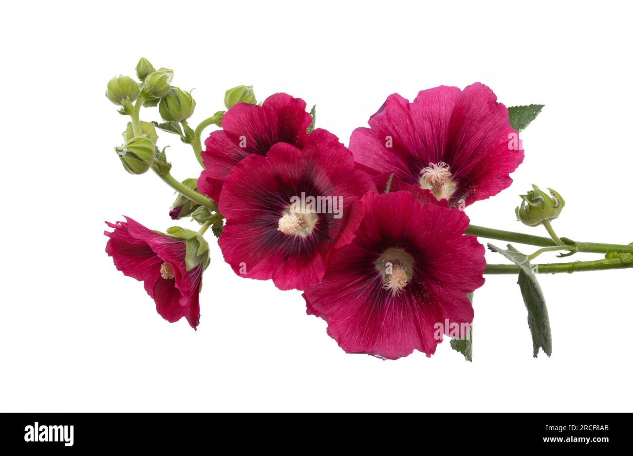 mallow flower isolated on white background Stock Photo - Alamy