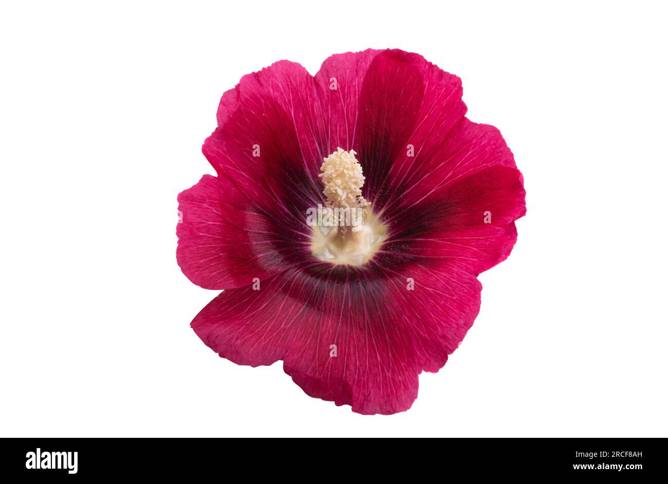 mallow flower isolated on white background Stock Photo - Alamy