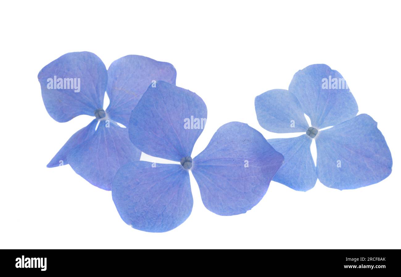 blue hydrangea flower isolated on white background Stock Photo - Alamy