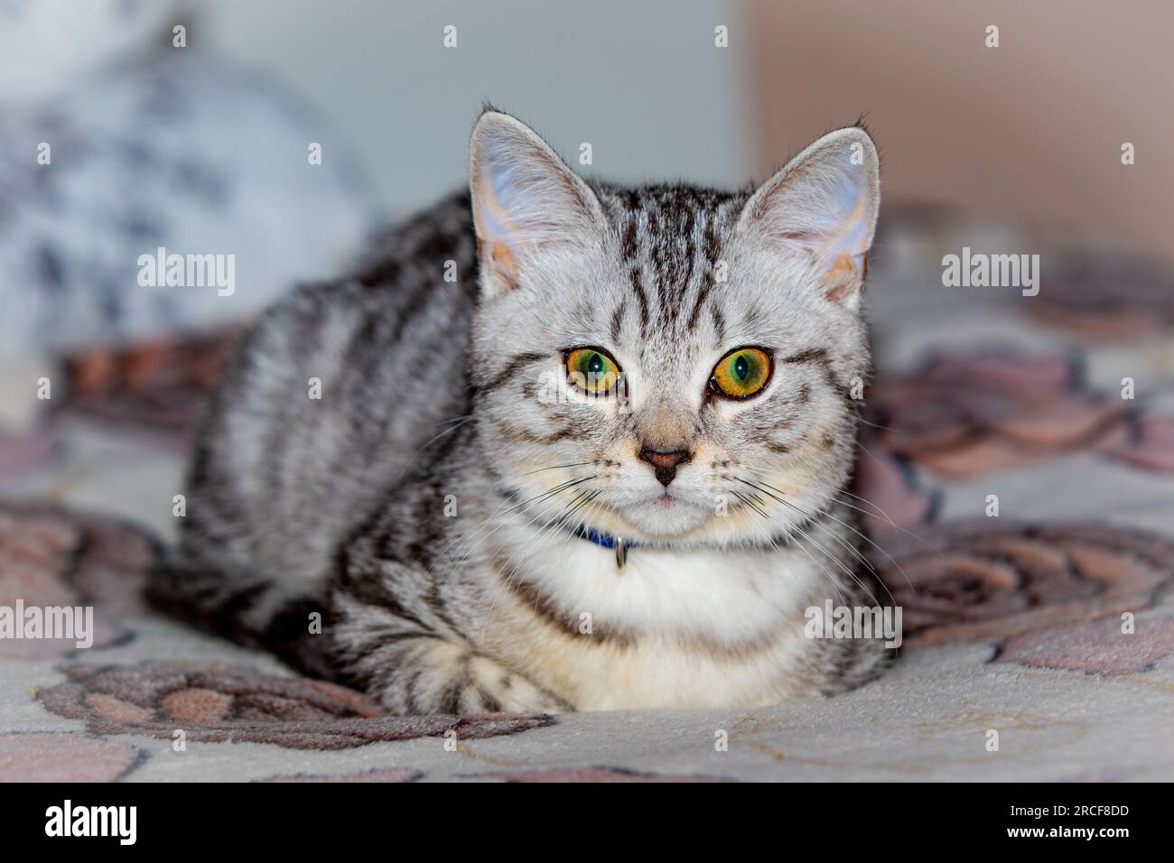 Pouncing cat hi-res stock photography and images - Alamy