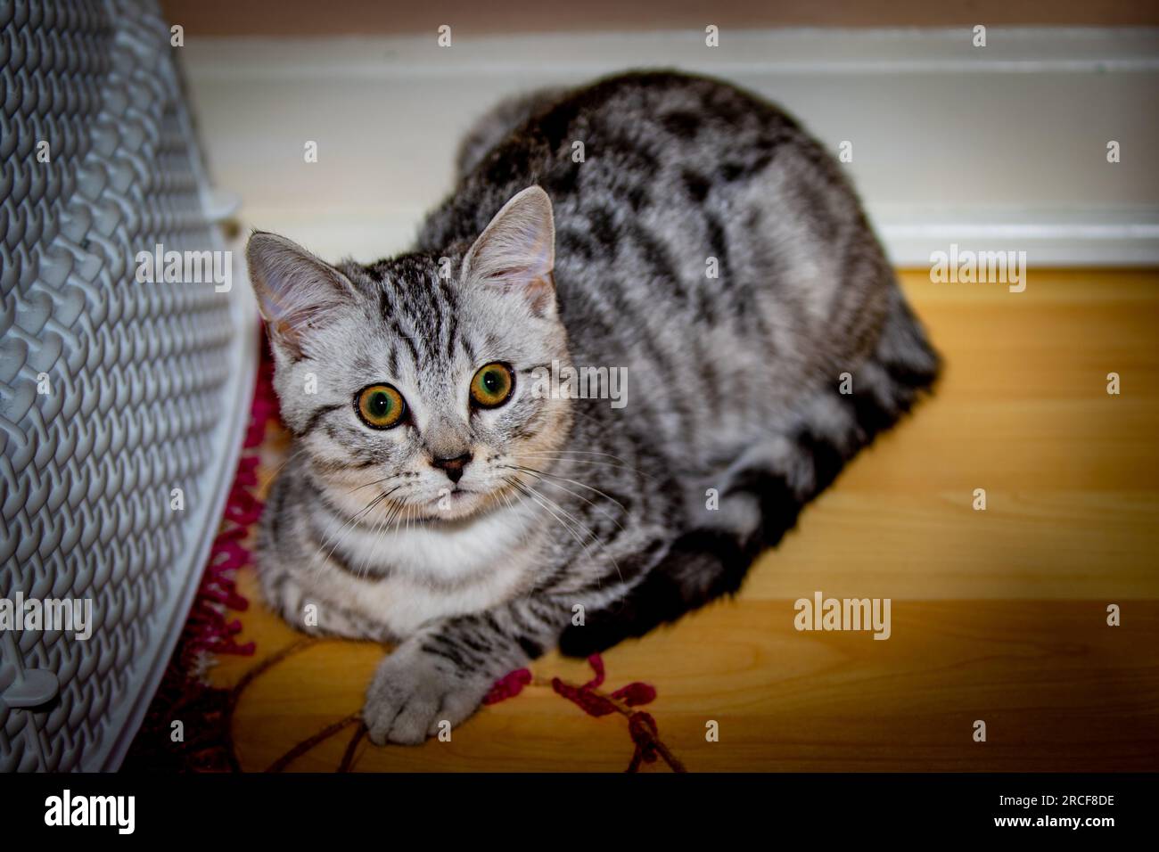 Pouncing cat hi-res stock photography and images - Alamy
