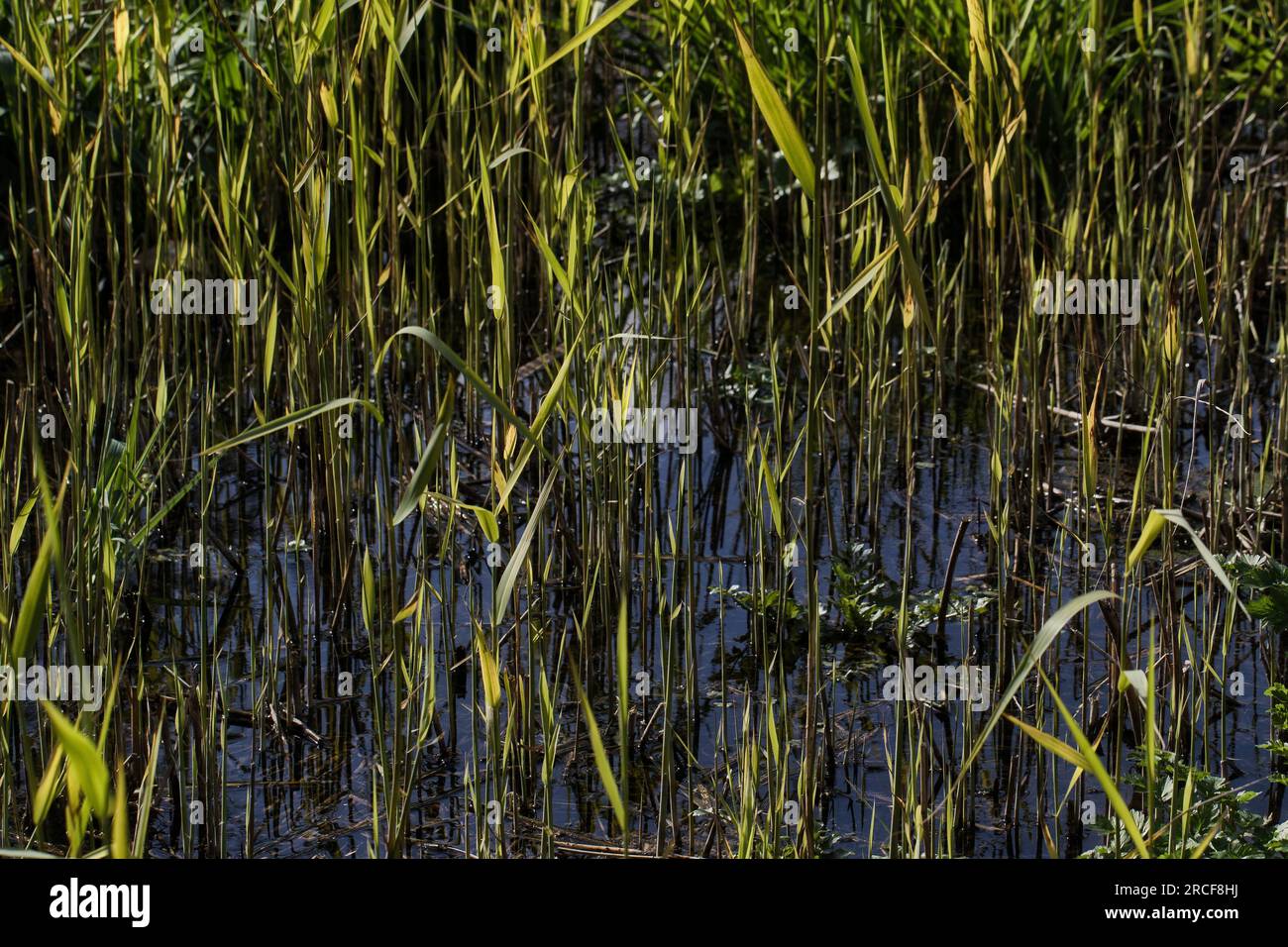 Flora and fauna interaction hi-res stock photography and images - Alamy