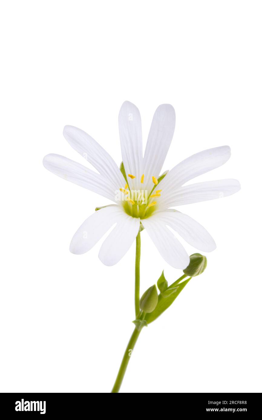flowers Starflower lanceolate isolated on white background Stock Photo ...