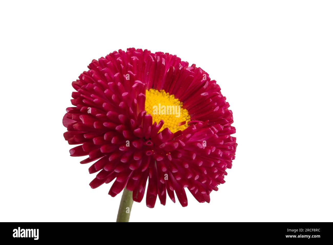 red daisy flowers isolated on white background Stock Photo - Alamy