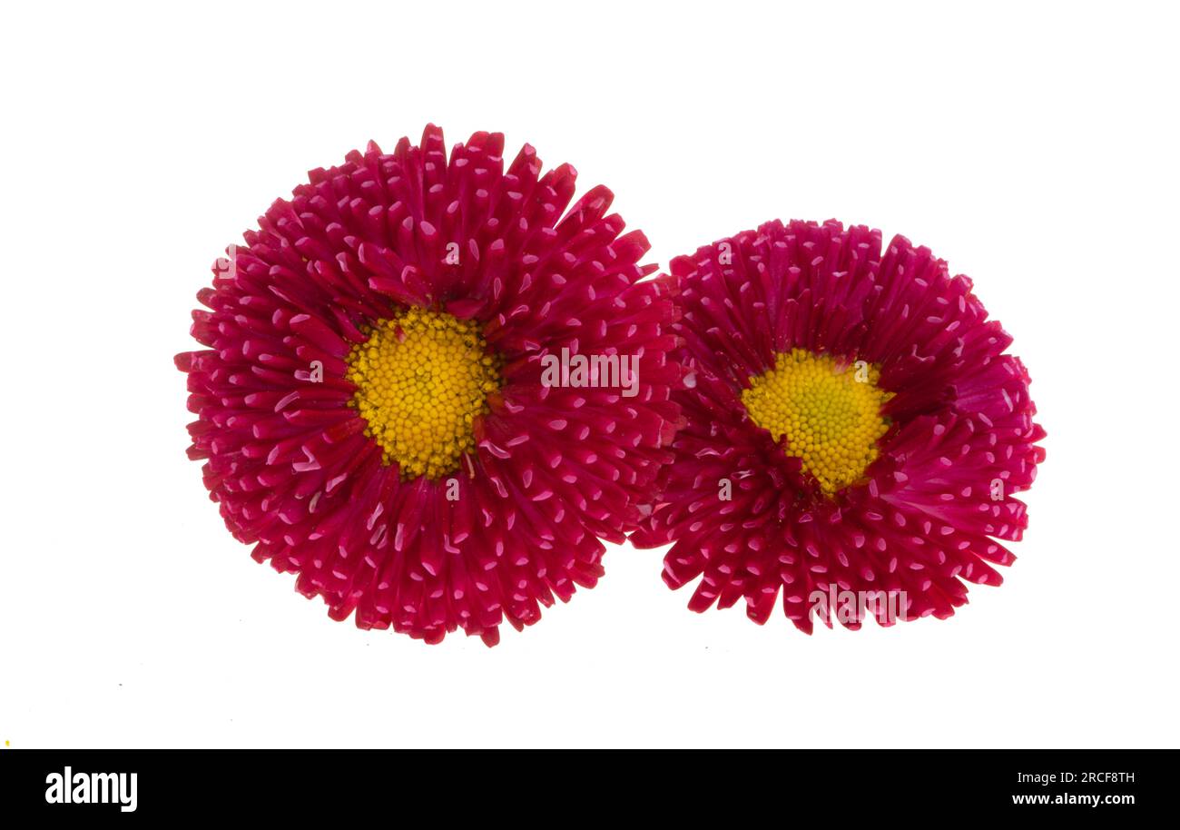red daisy flowers isolated on white background Stock Photo - Alamy