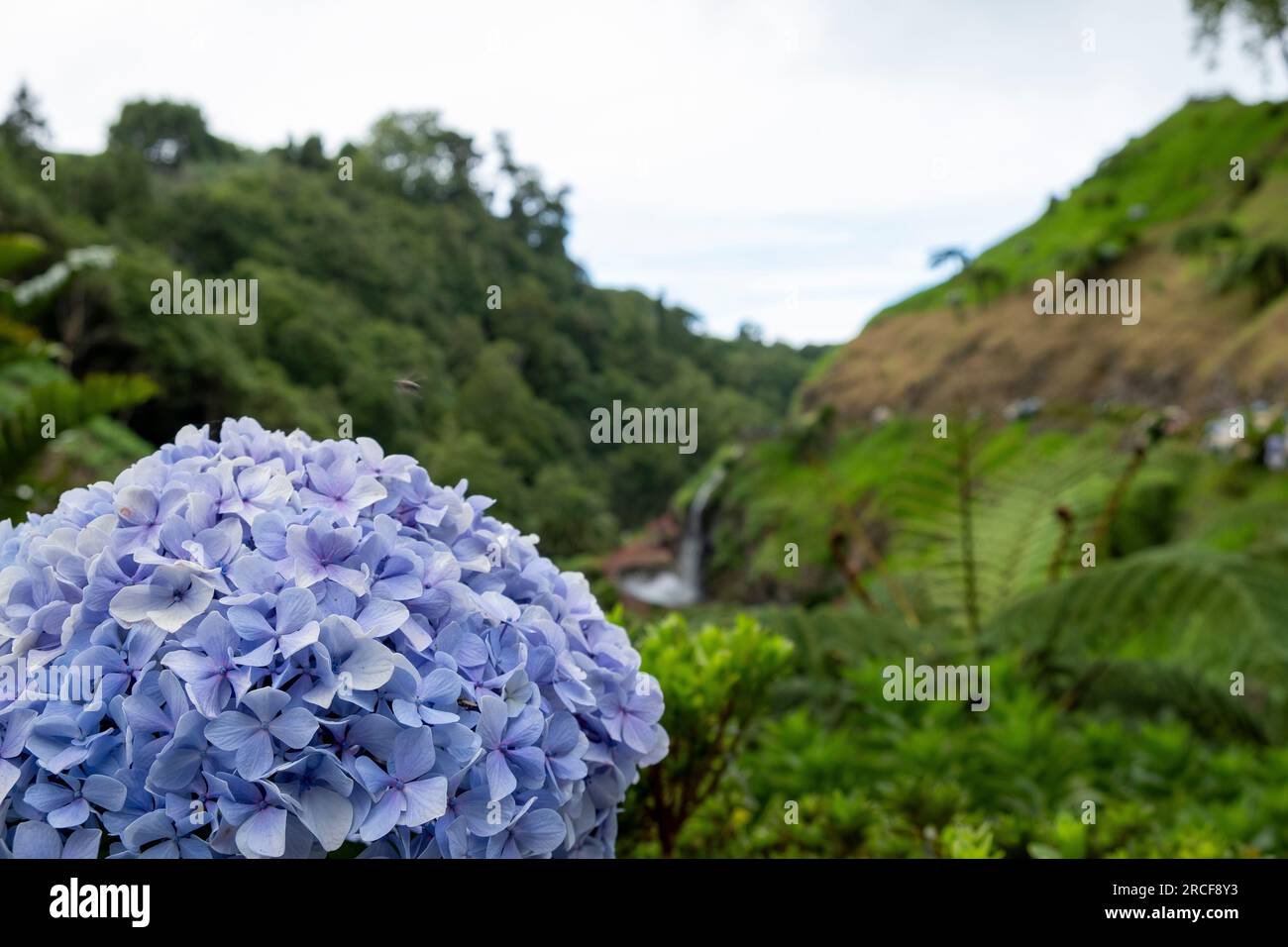 Hydrangeas azores hi-res stock photography and images - Alamy