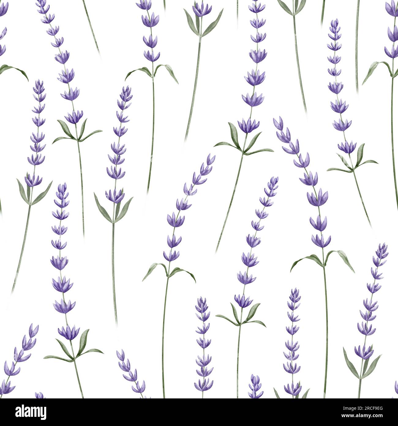 Lavender watercolor seamless Pattern on white isolated background. Hand ...