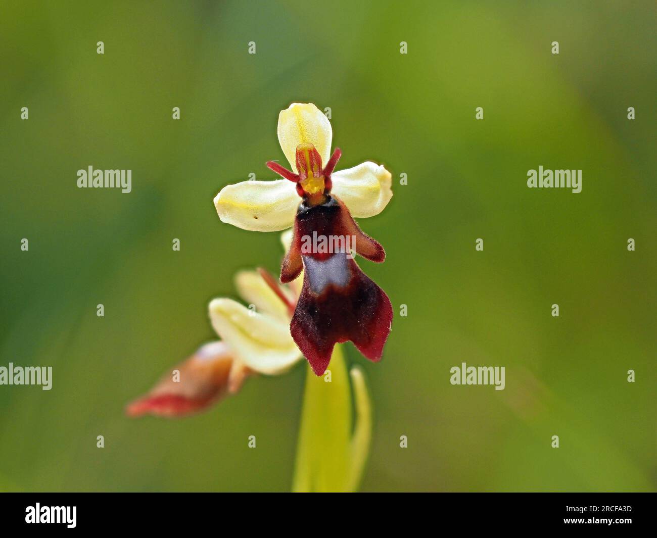 Ophrys insectifera, the fly orchid - a sexually deceptive flower that ...