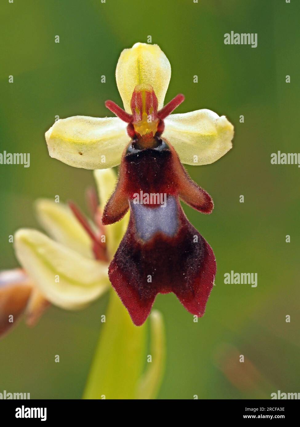 Ophrys insectifera, the fly orchid - a sexually deceptive flower that ...