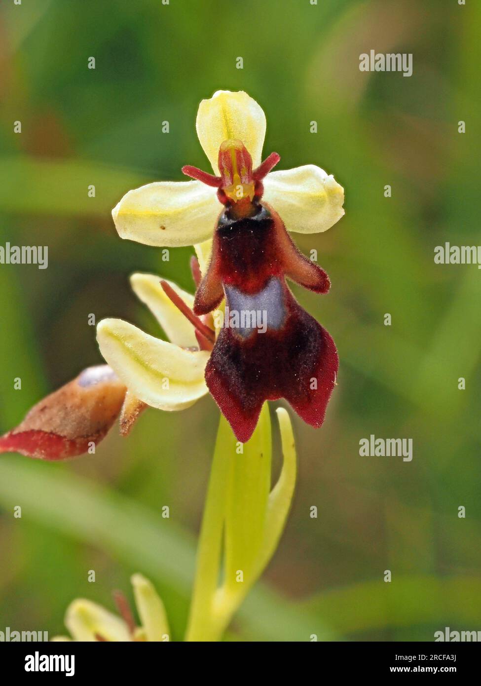 Ophrys insectifera, the fly orchid - a sexually deceptive flower that ...