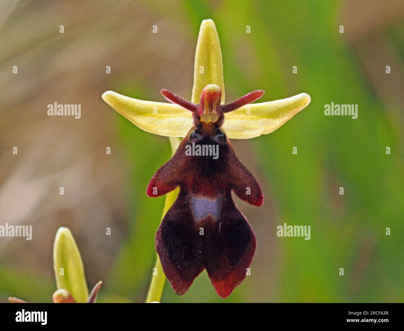 Ophrys insectifera, the fly orchid - a sexually deceptive flower that ...