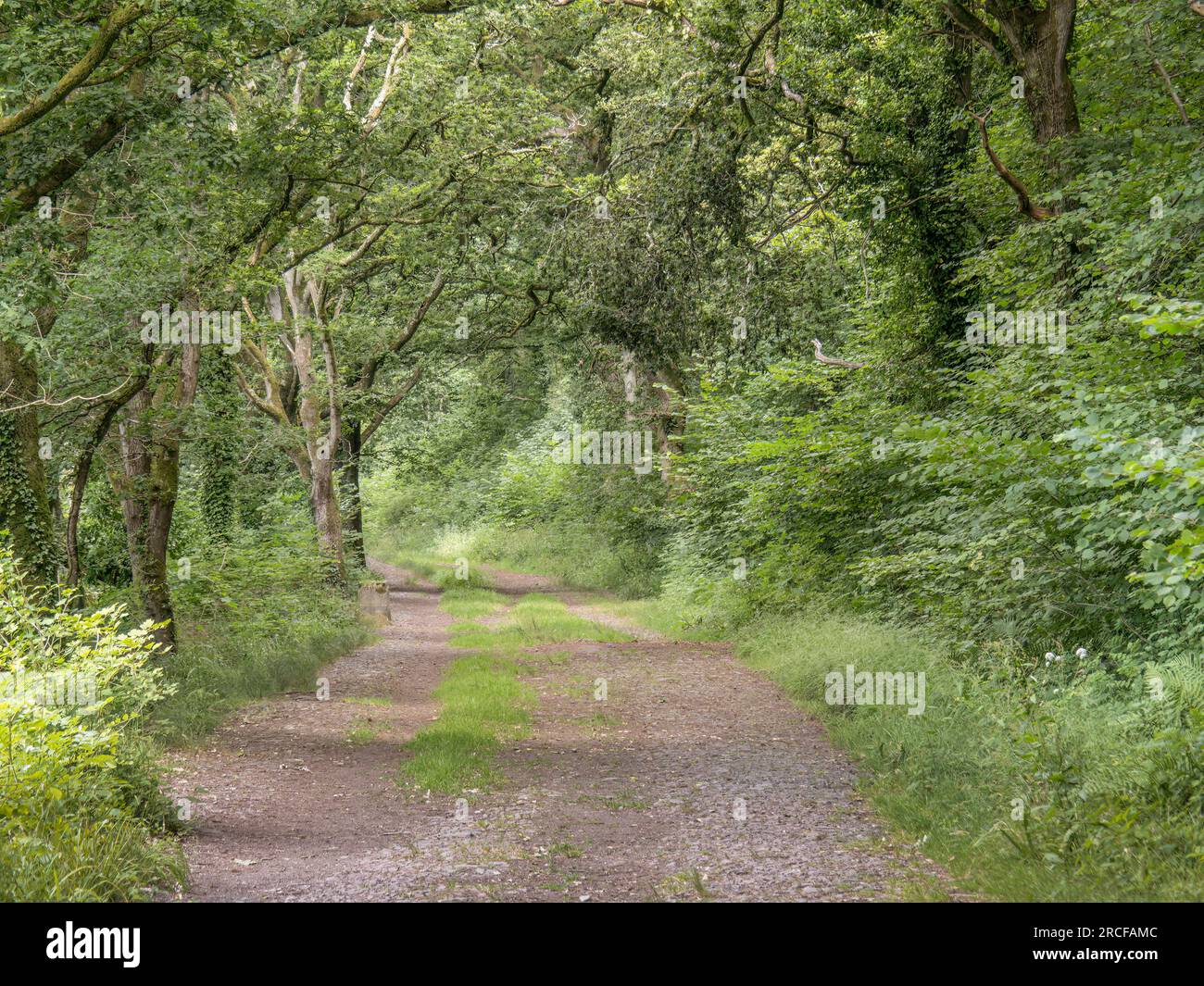 English country lane with green trees and foliage Stock Photo - Alamy