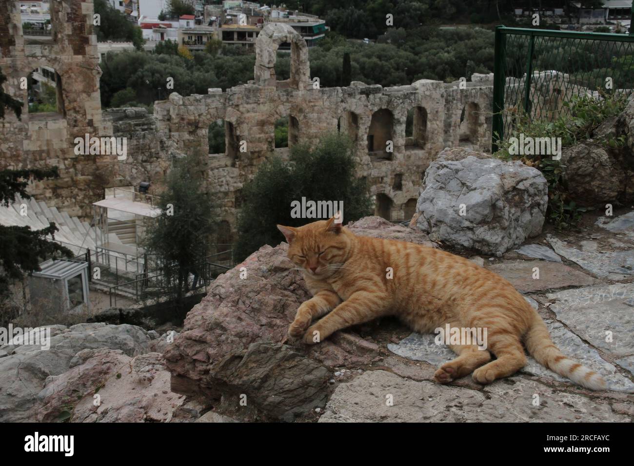 Acropolis cat hi-res stock photography and images - Alamy