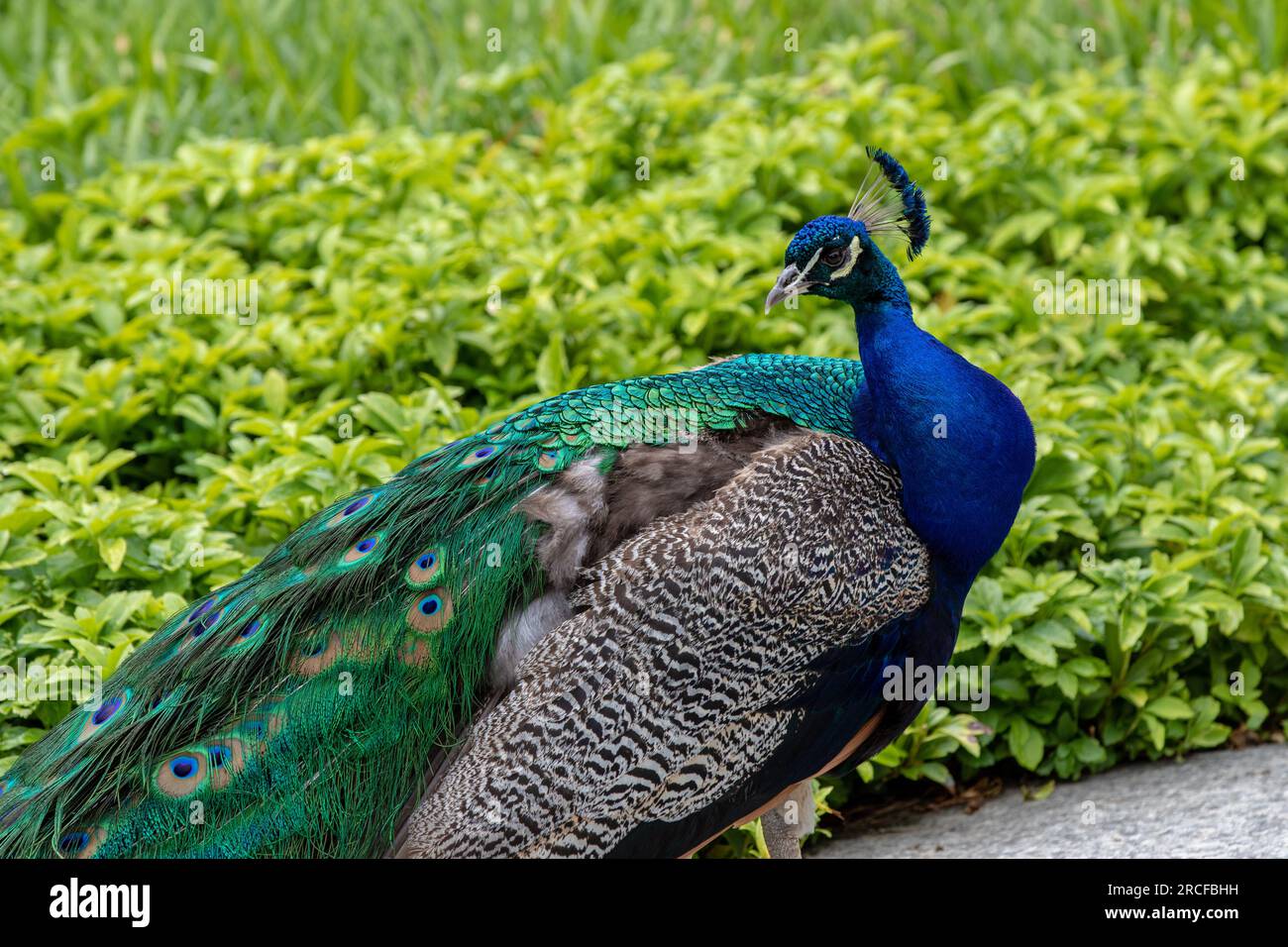 Beautiful view footage of the nature and animals taken with a camera ...