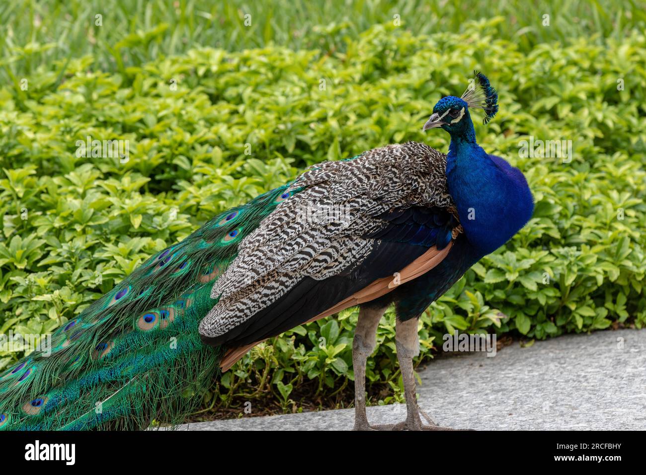 Beautiful view footage of the nature and animals taken with a camera ...