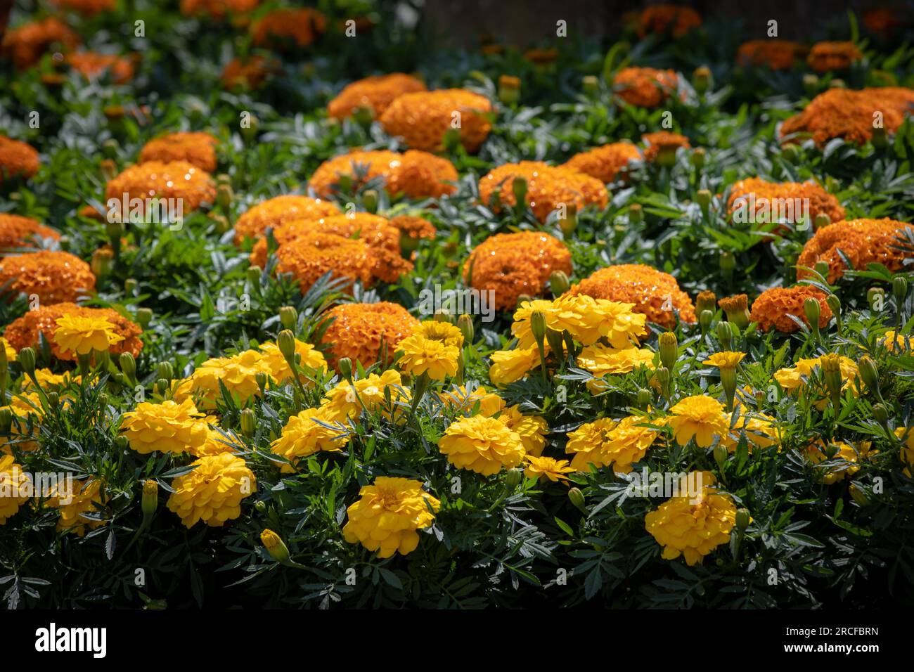 Amazing view footage taken of the nature and Flora and Fauna Stock ...