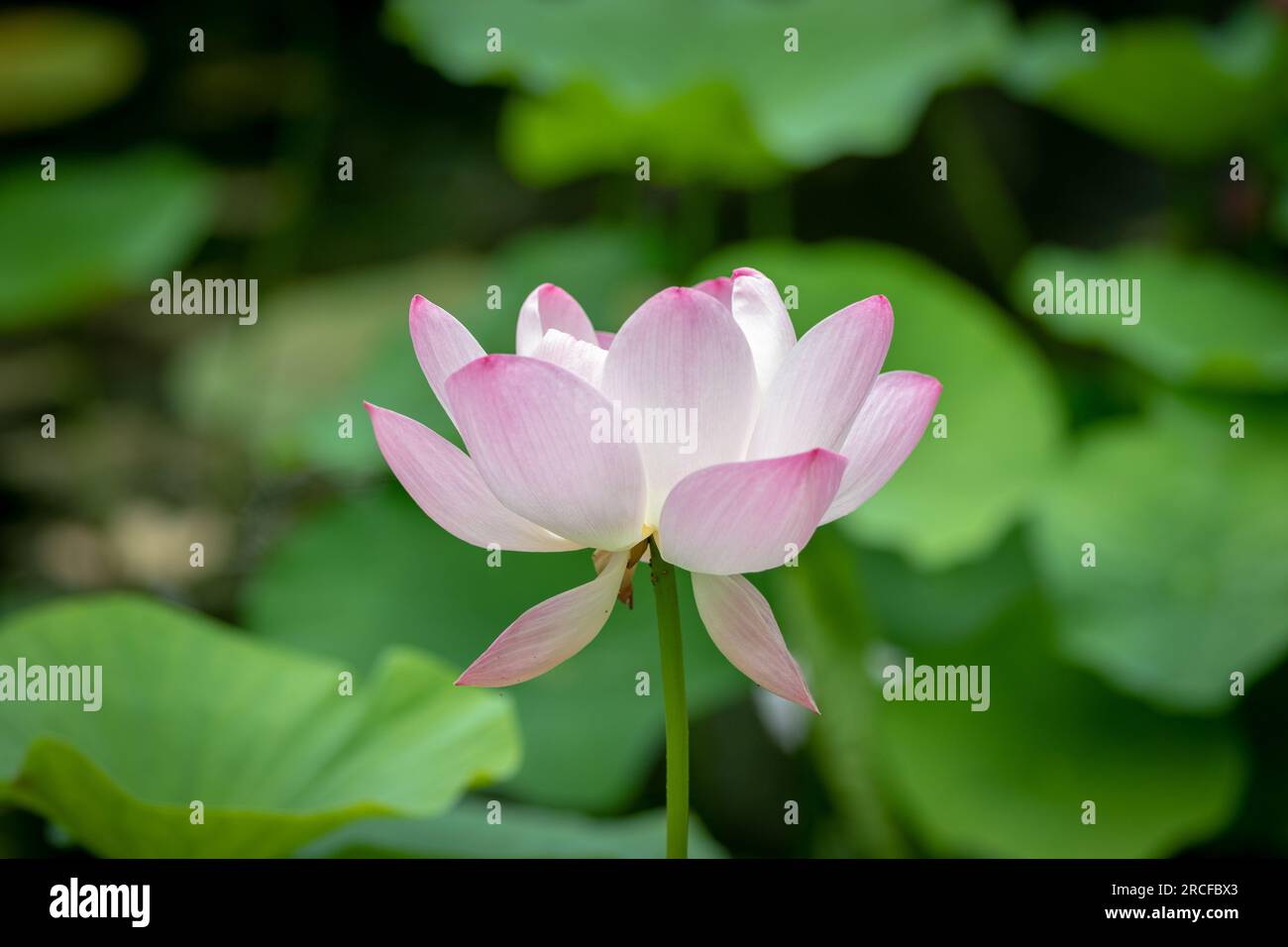 Amazing view footage taken of the nature and Flora and Fauna Stock ...