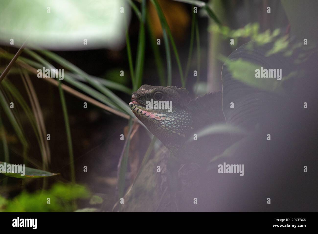Biodiversity ecosystem animals hi-res stock photography and images - Alamy