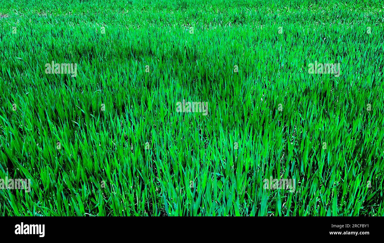 Green juicy spring grass in hi-res stock photography and images - Alamy