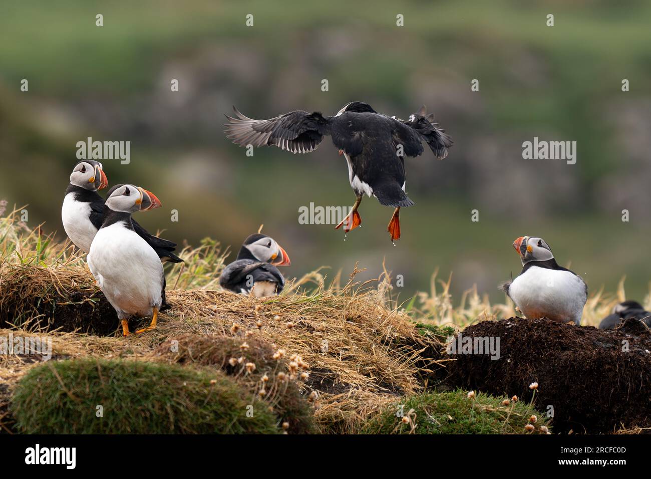 Atlantic puffin landing with catch of sand eels on the island of Lunga ...