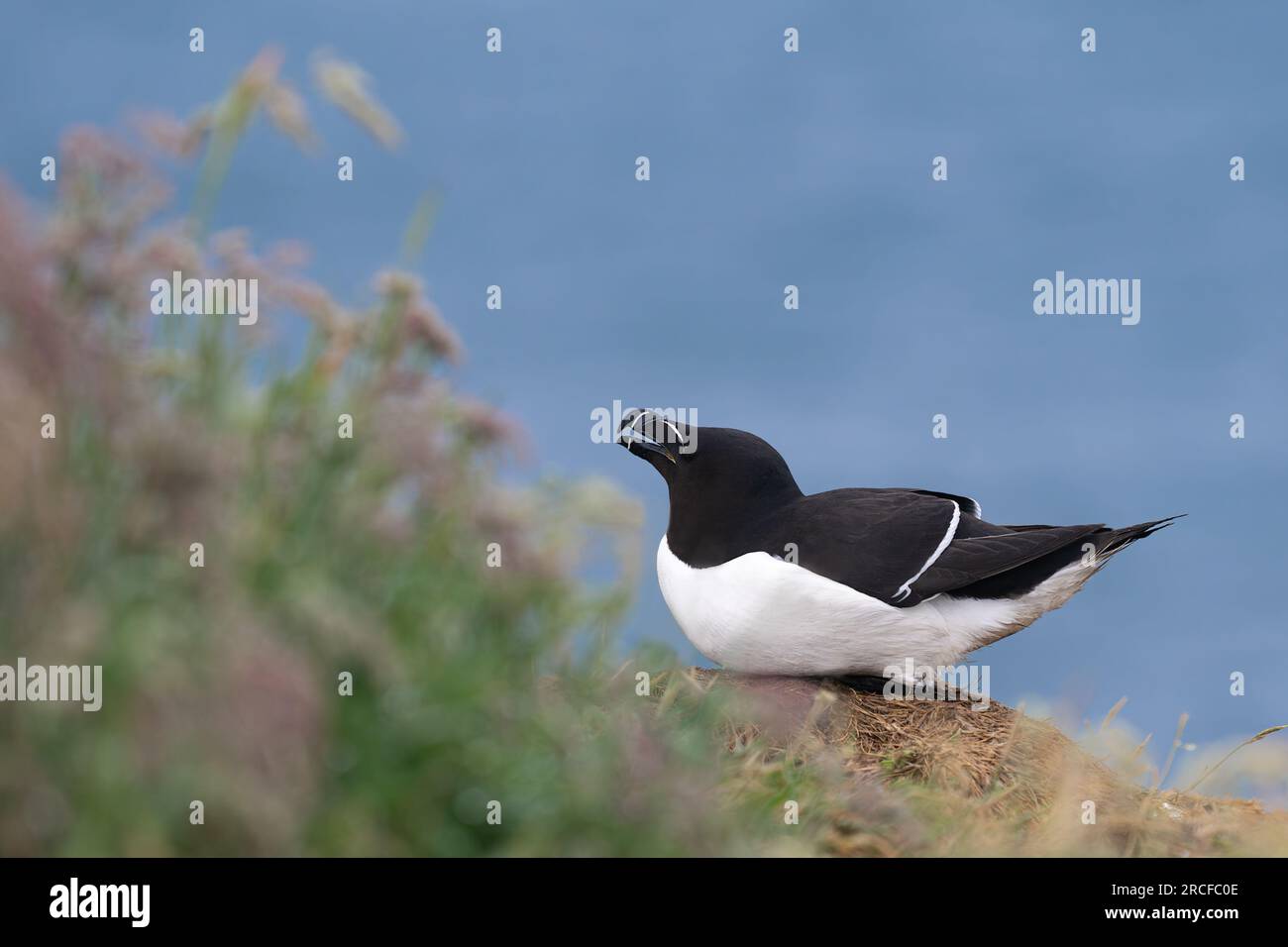 Razorbill on the cliffs of the island of Lunga, Scotland Stock Photo ...