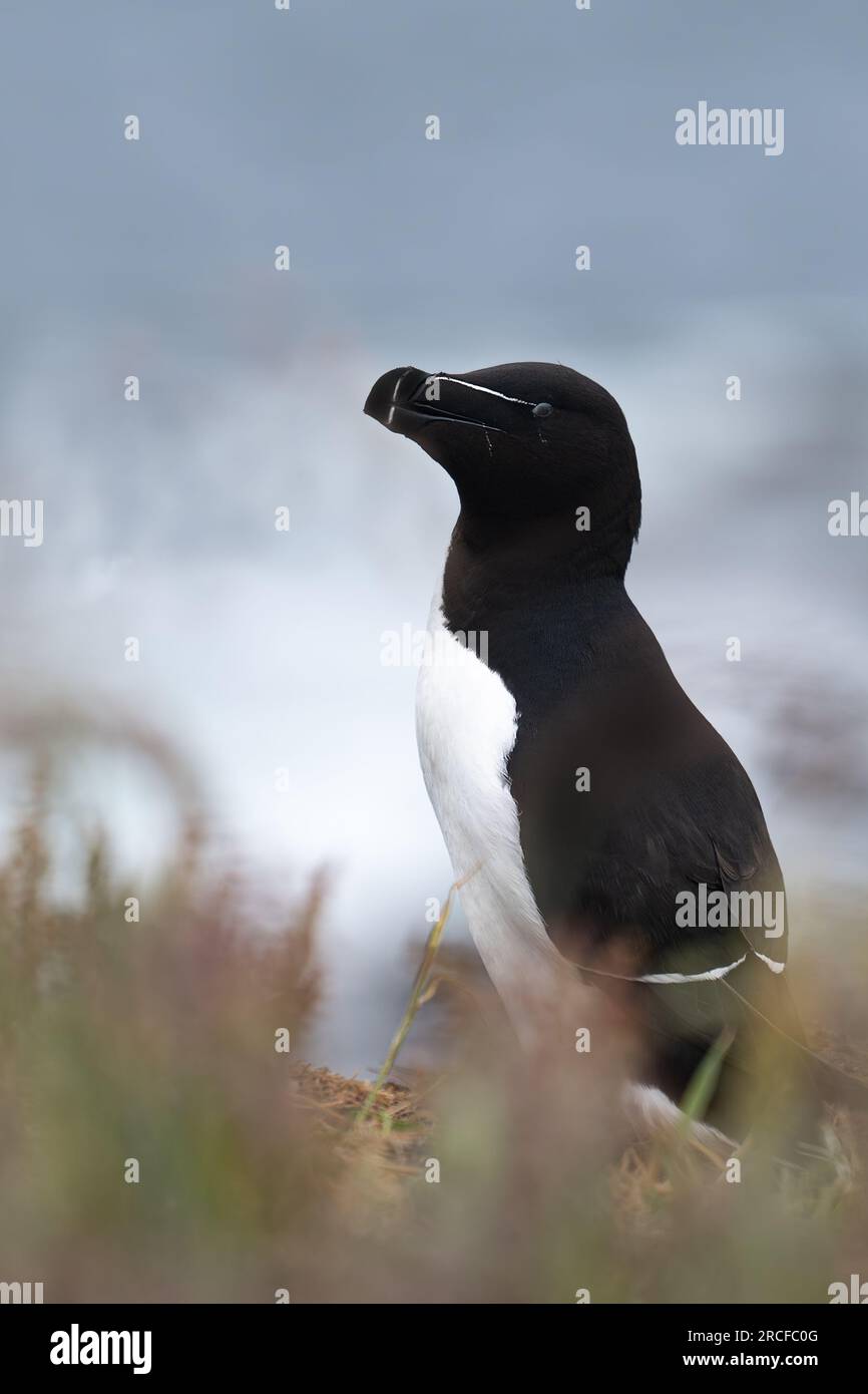 Lunga scotland hi-res stock photography and images - Alamy