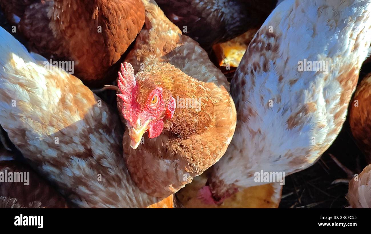 Close-up of a chicken standing in barnyard with the chicken coop. Free ...