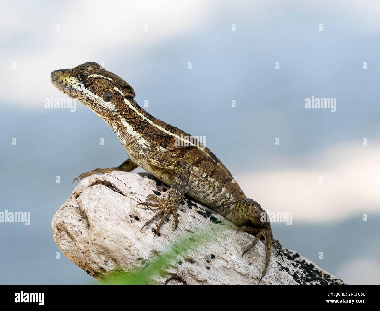 Juvenile common basilisk, Basiliscus basiliscus, on a tree on Coiba ...