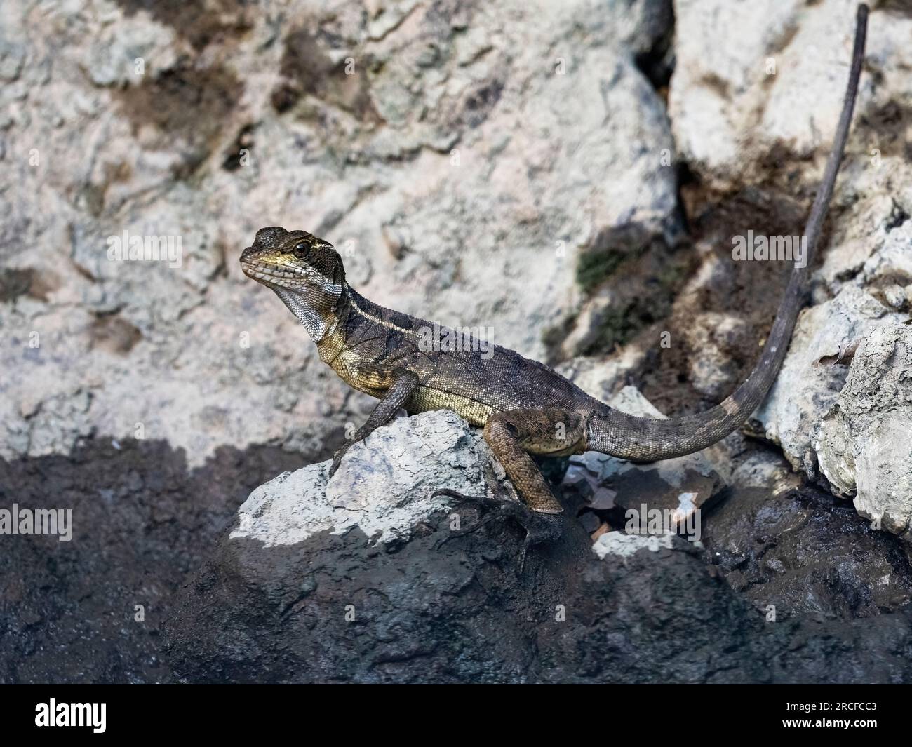 An adult male common basilisk, Basiliscus basiliscus, on a rock next to ...