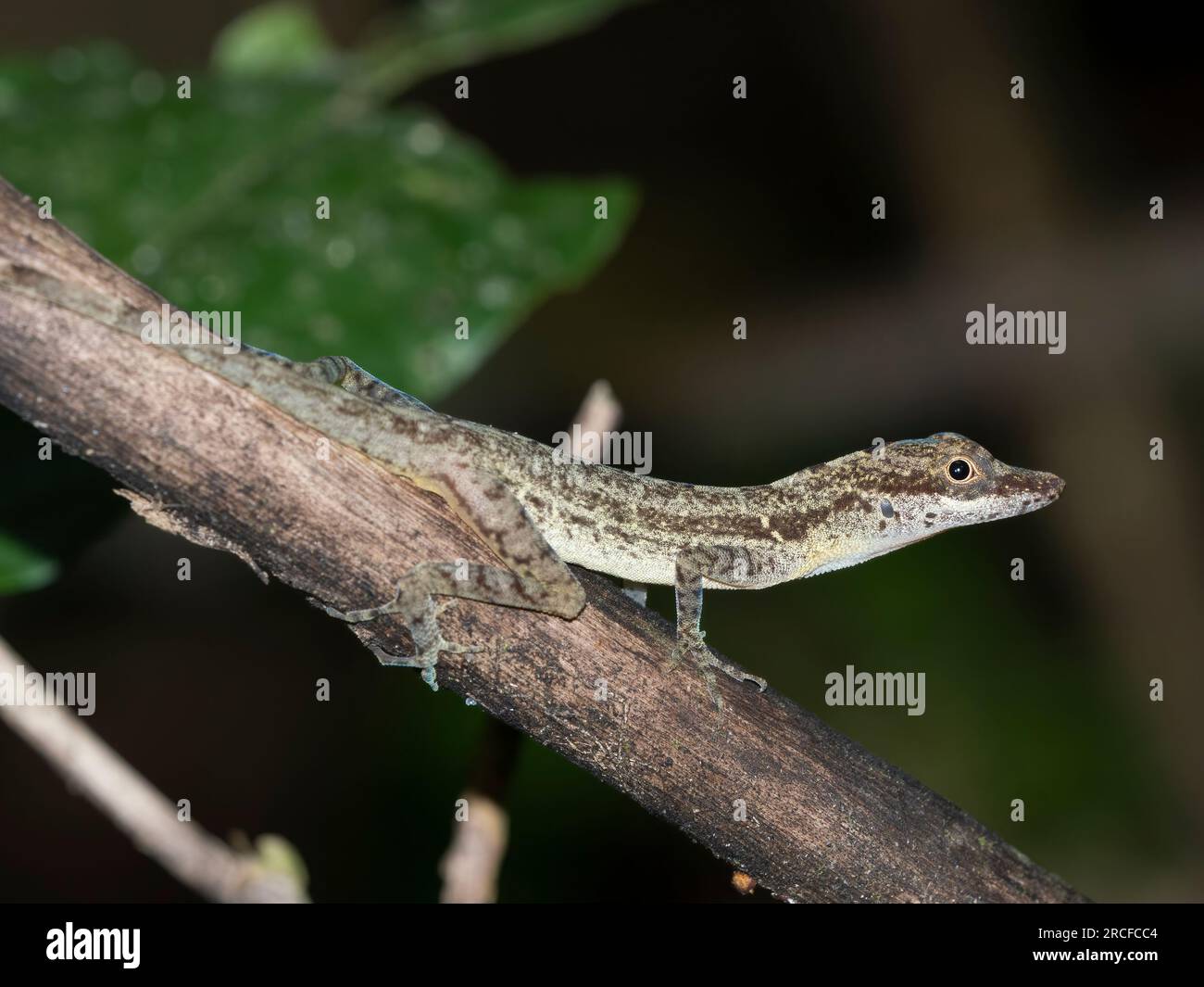 Border tree hi-res stock photography and images - Alamy