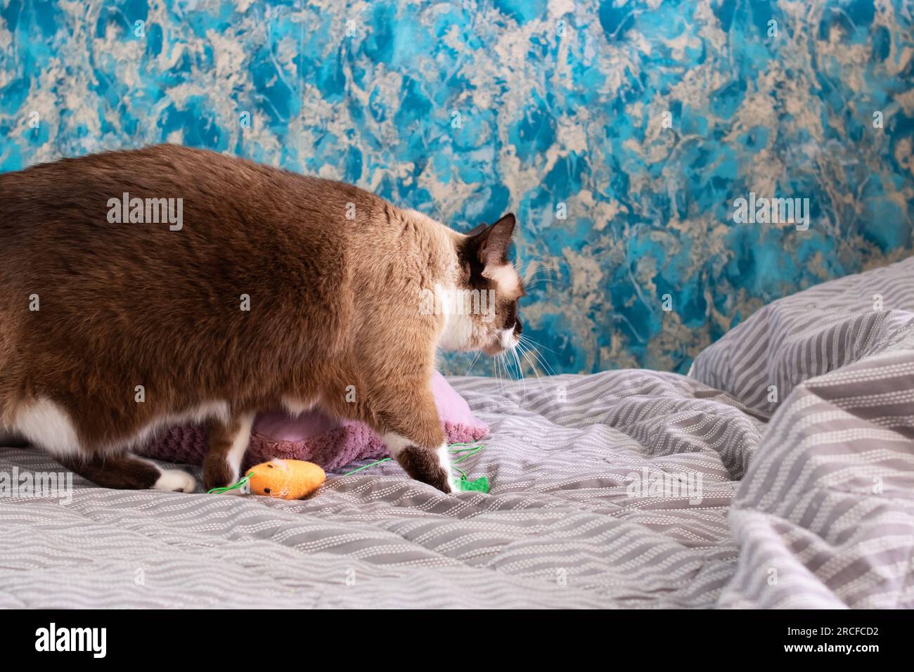 Siamese cat walking on the bed close up Stock Photo - Alamy