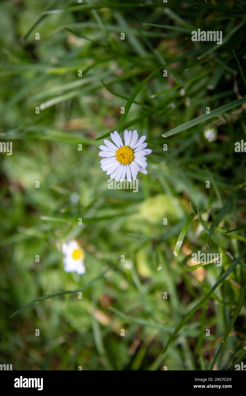 Beautiful view footage of the nature and flowers taken with camera ...