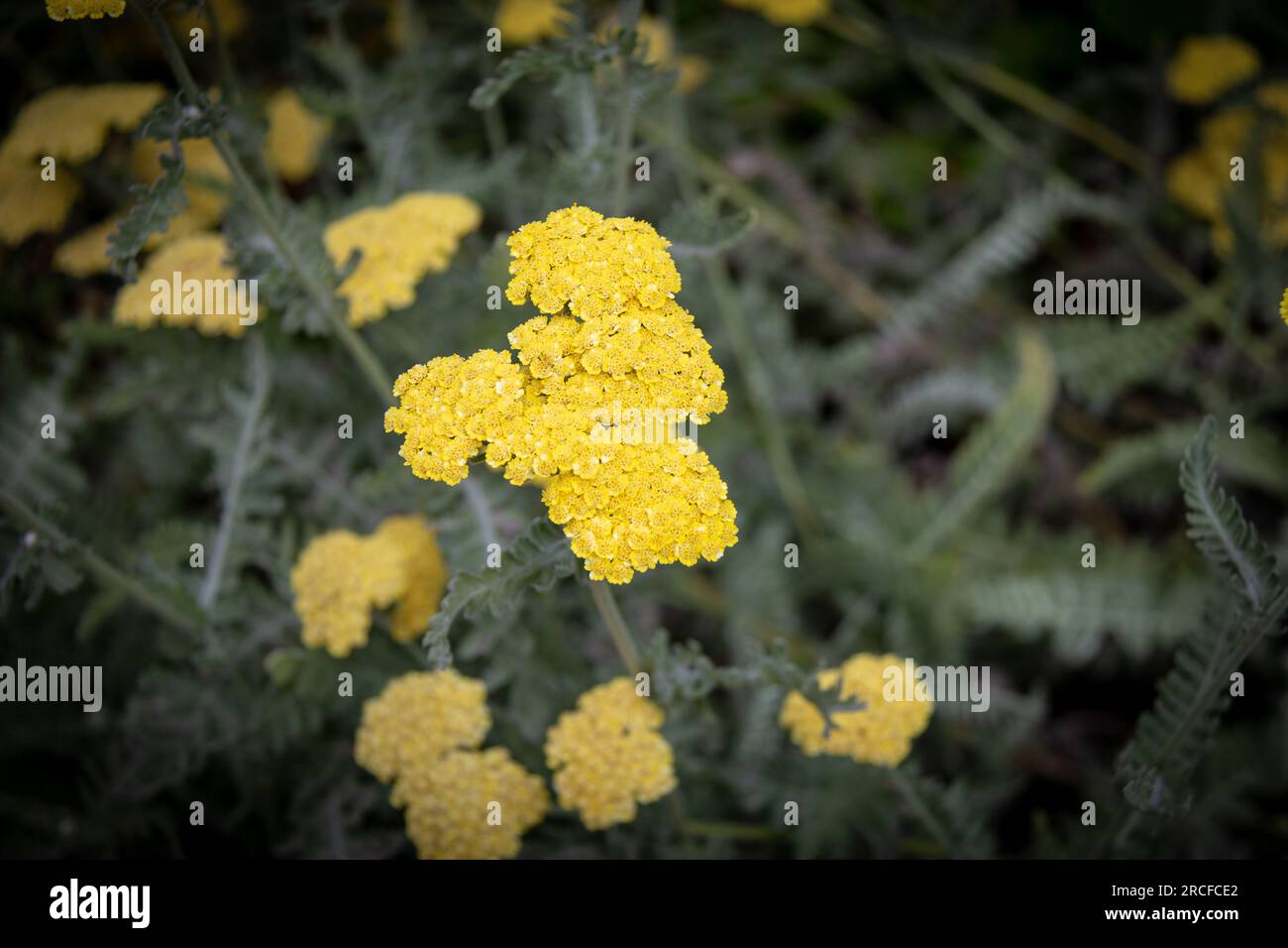 Beautiful view footage of the nature and flowers taken with camera ...